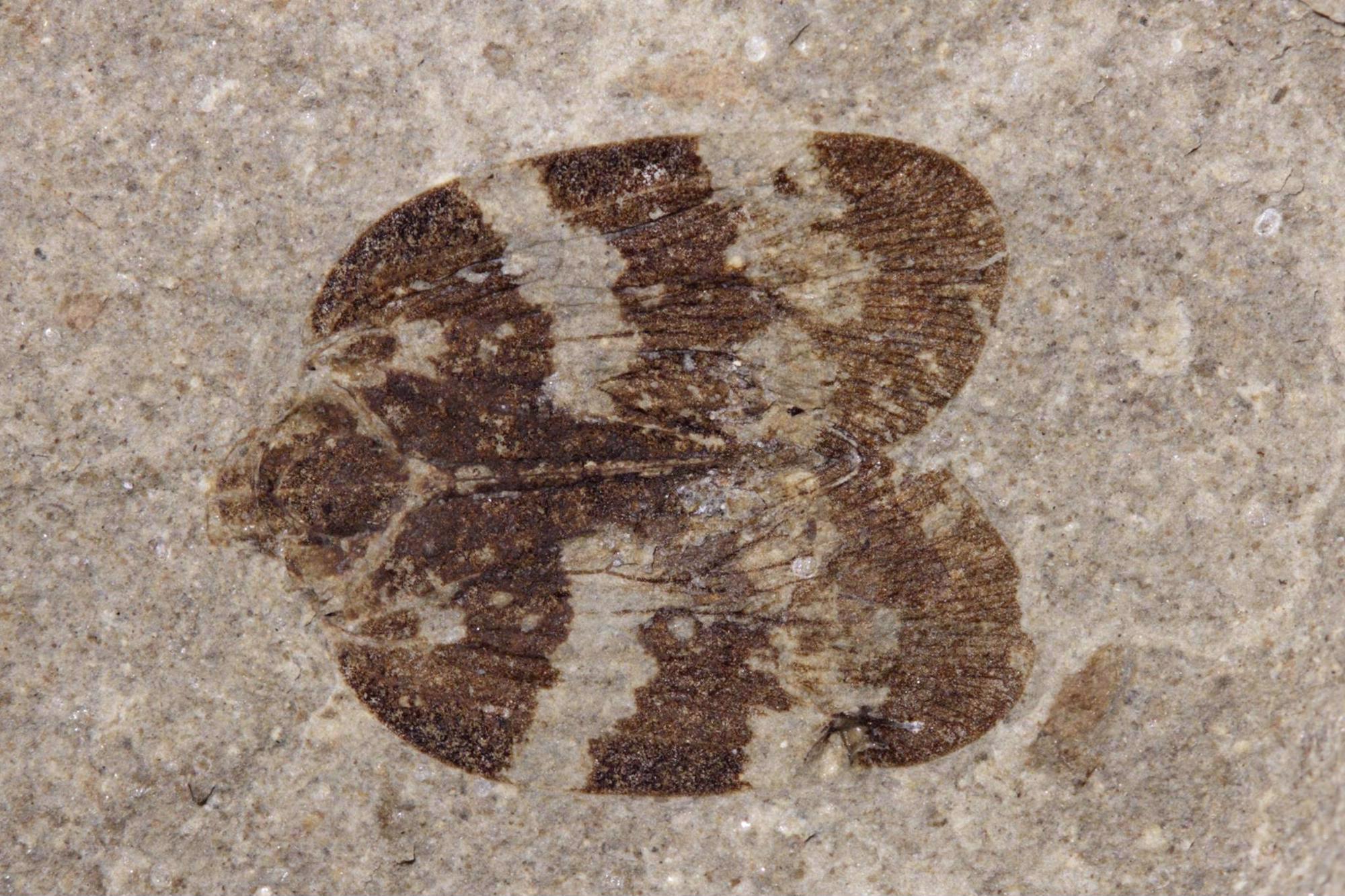 Om Fur – Fur Summerhouse